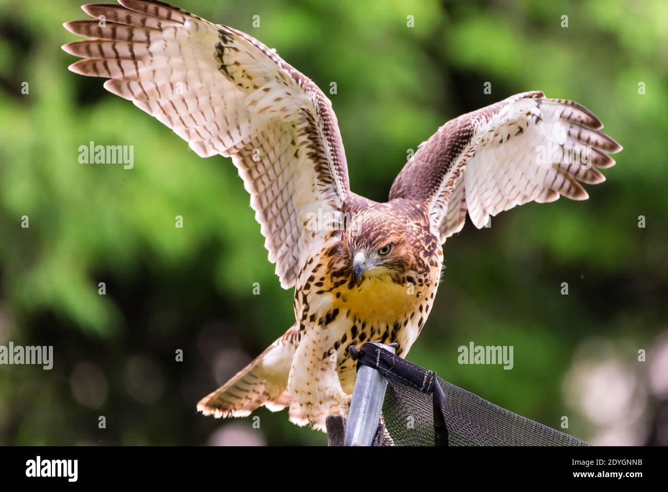 Closeup of a Red-Tailed Hawk Stock Photo - Alamy
