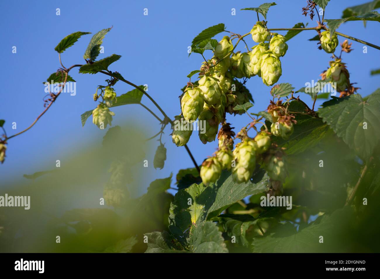 Hopfen, Hopfenzapfen, weibliche Pflanze, Weibchen, Gewöhnlicher Hopfen ...