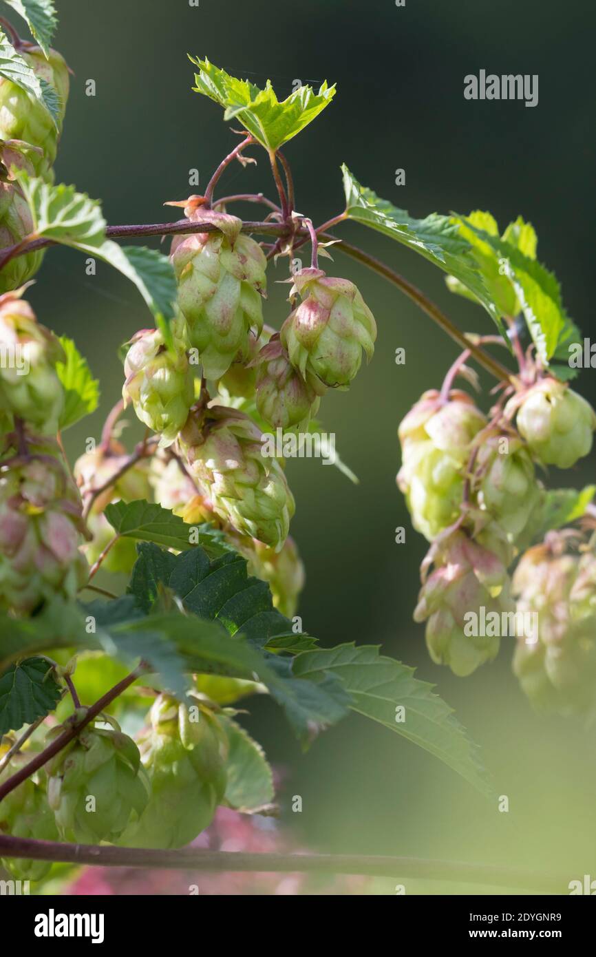 Hopfen, Hopfenzapfen, weibliche Pflanze, Weibchen, Gewöhnlicher Hopfen ...