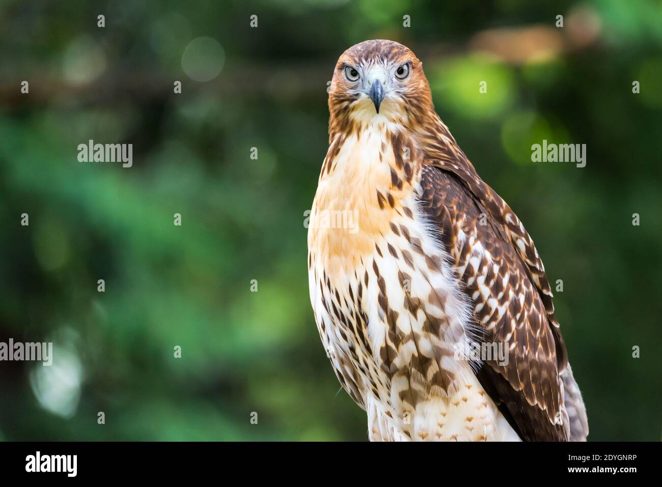 Red tail hawk staring hi-res stock photography and images - Alamy