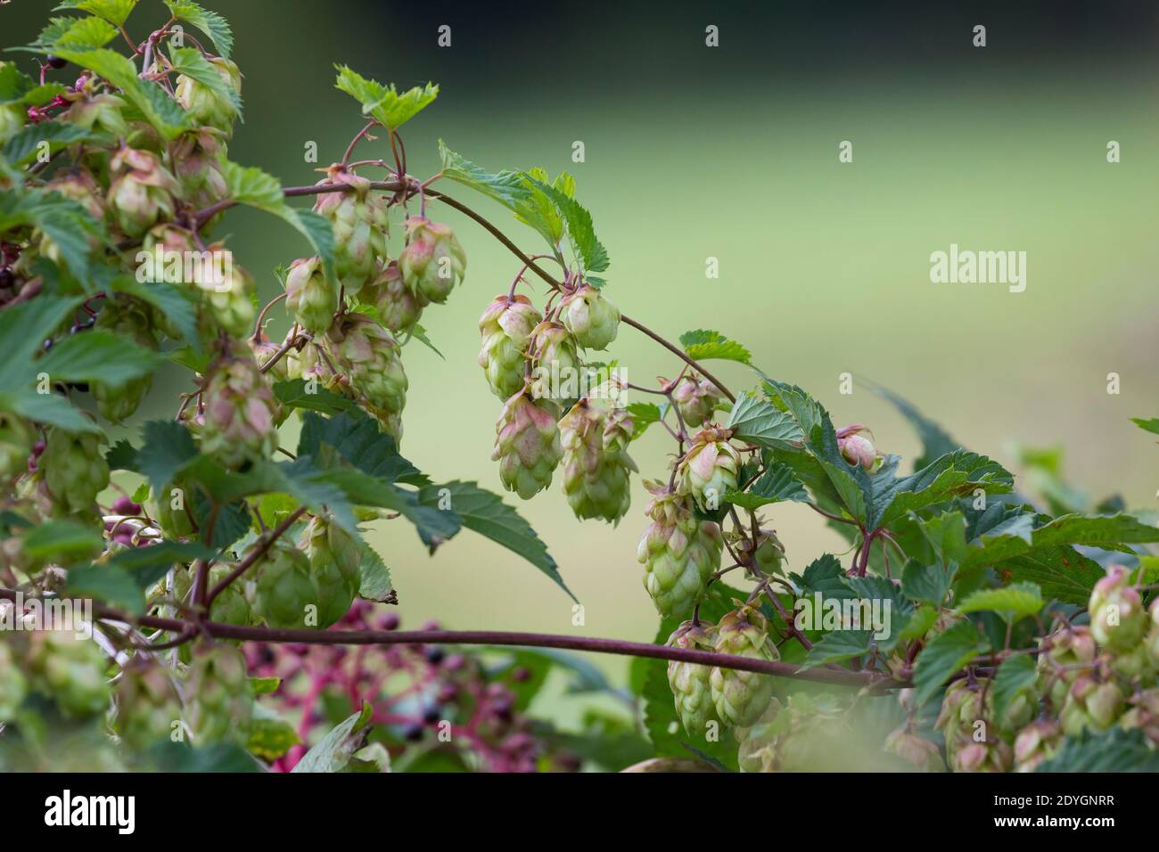 Hopfen, Hopfenzapfen, weibliche Pflanze, Weibchen, Gewöhnlicher Hopfen ...