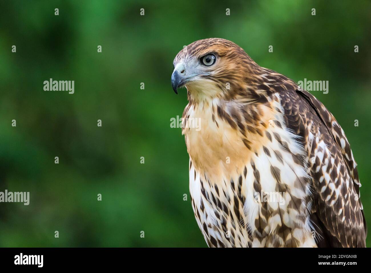 Closeup of a Red-Tailed Hawk Stock Photo - Alamy