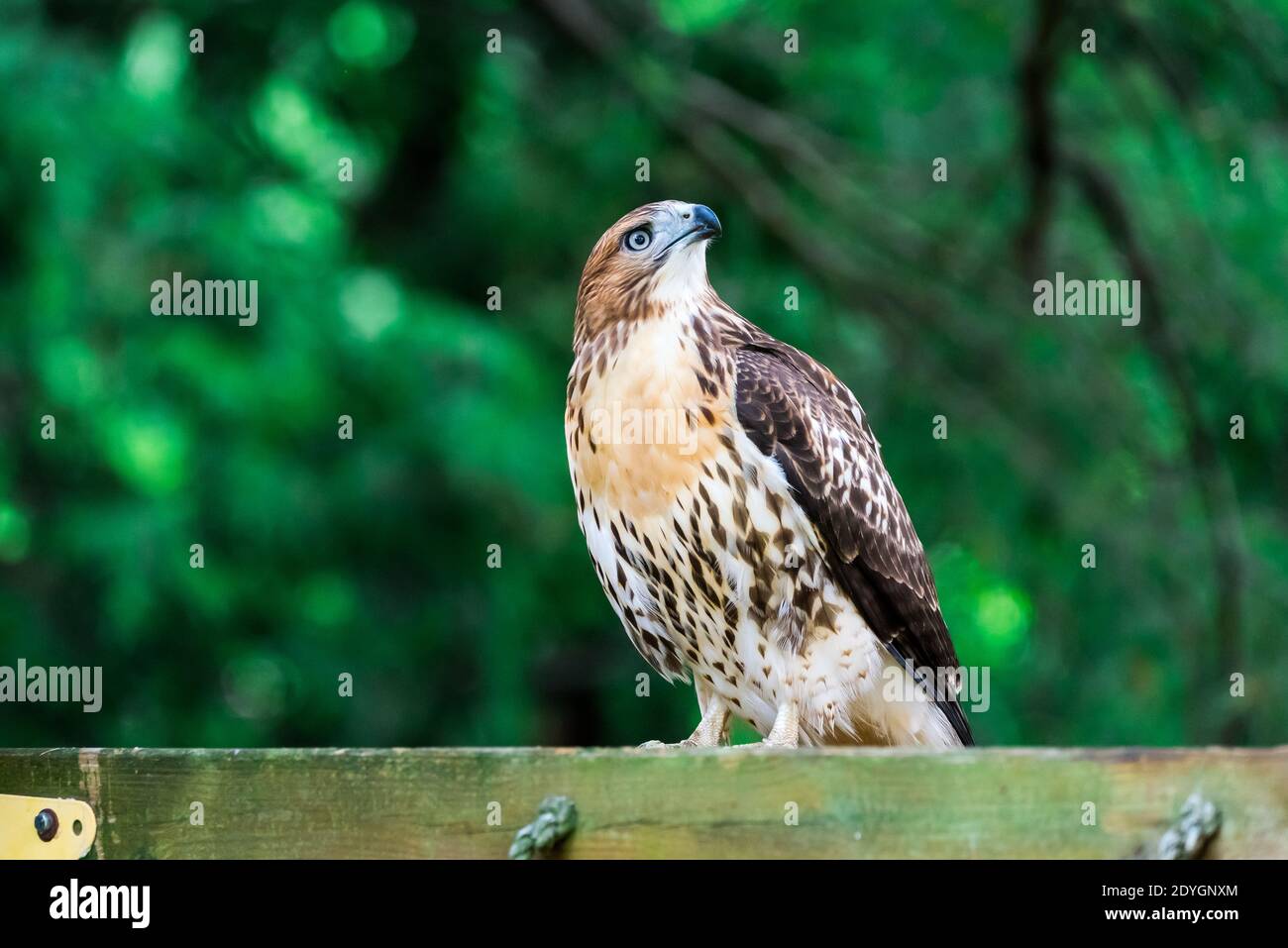 Closeup of a Red-Tailed Hawk Stock Photo - Alamy