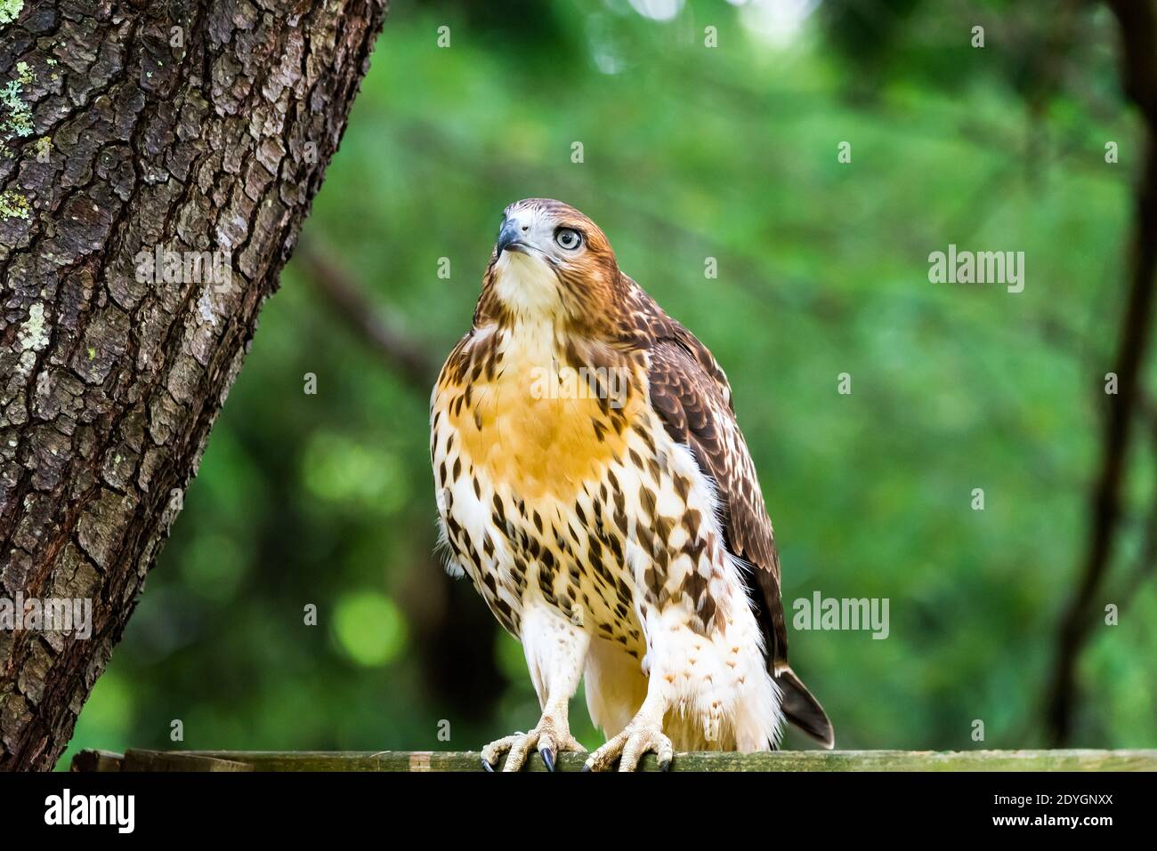 Closeup of a Red-Tailed Hawk Stock Photo - Alamy