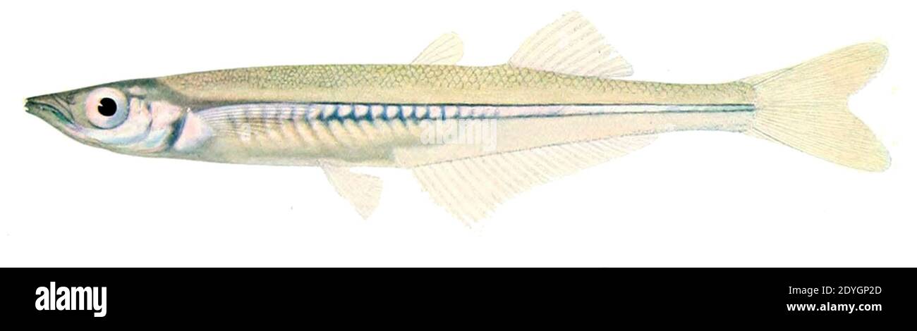 Labidesthes sicculus 1908 Stock Photo - Alamy