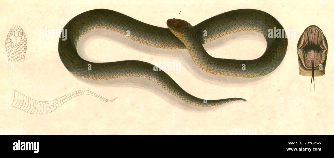 Lapemis hi-res stock photography and images - Alamy