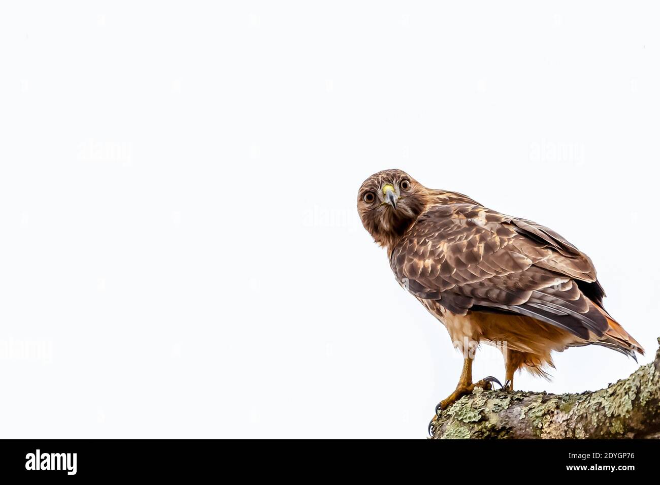 Closeup of a Red-Tailed Hawk looking at the camera Stock Photo - Alamy