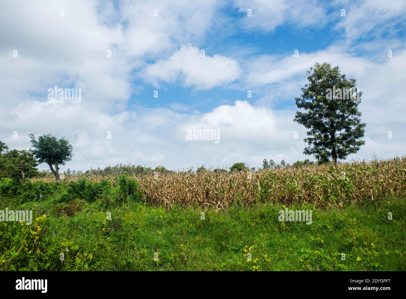 idyllic Country side Landscape - blue sky with white clouds Stock Photo ...