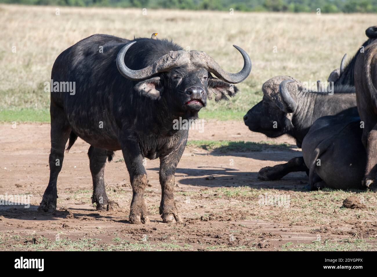 Hoof infection hi-res stock photography and images - Alamy