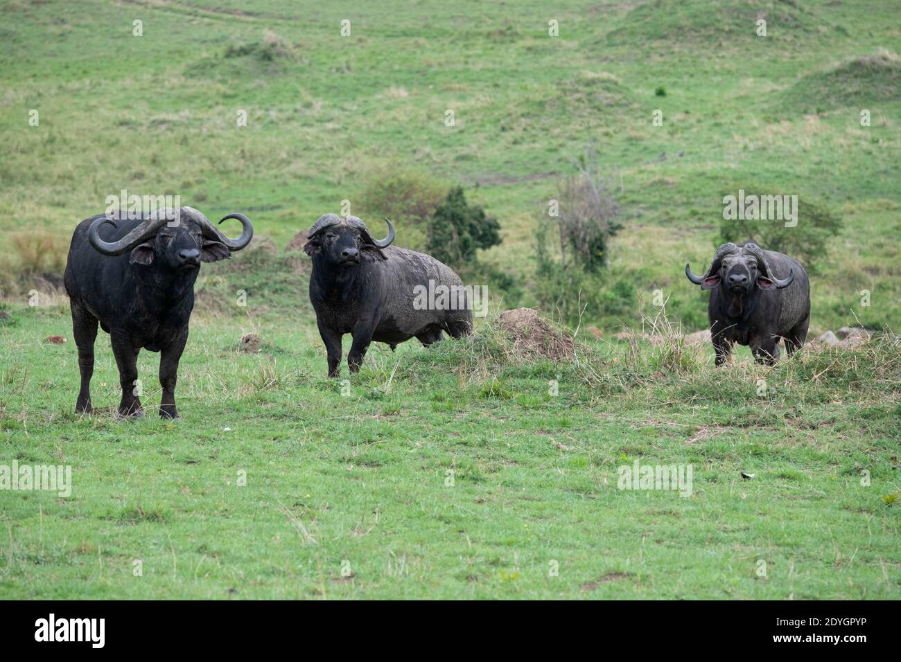 Africa, Kenya, Northern Serengeti Plains, Maasai Mara. Male African ...