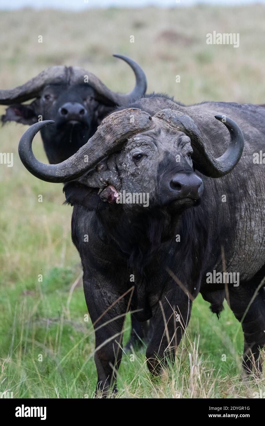 Injury scar hi-res stock photography and images - Alamy