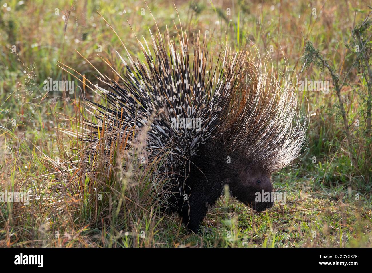 African brush tailed porcupine hi-res stock photography and images - Alamy