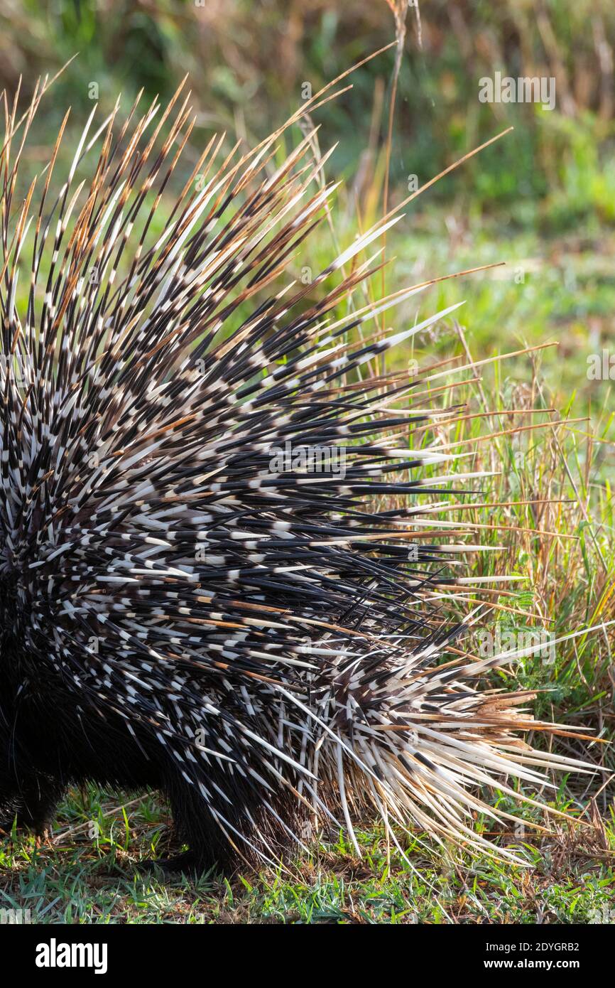 Africa, Kenya, Northern Serengeti Plains, Maasai Mara. African brush ...