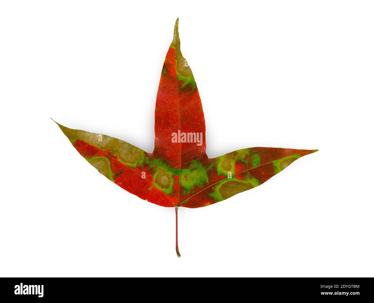 Natural Variegated maple foliage on isolated white background with ...