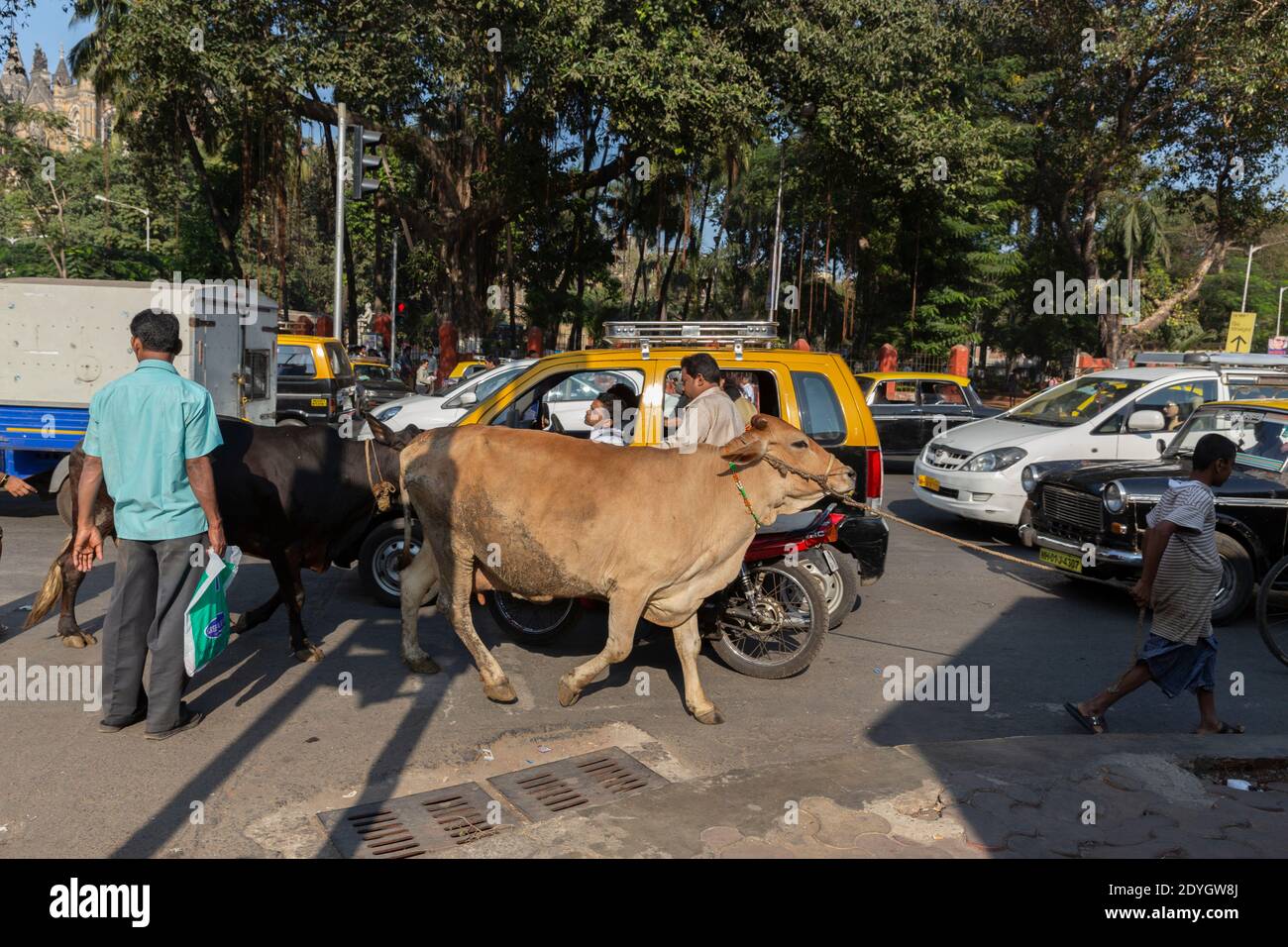 Mumbai India Cows being led through the traffic filled streets In Fort ...