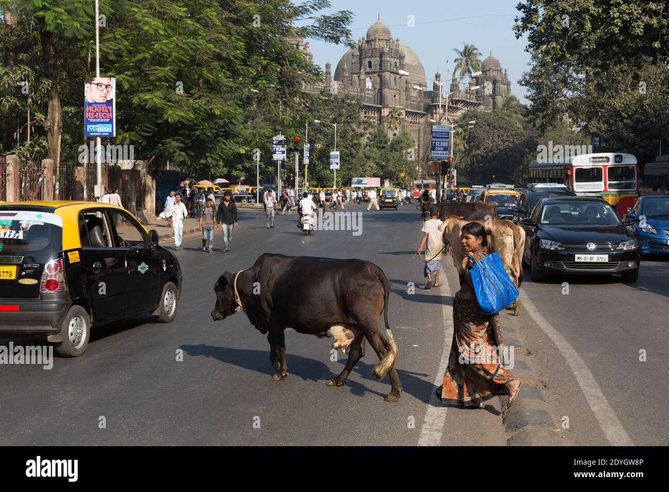 Mumbai India Cows being led through the traffic filled streets In Fort ...