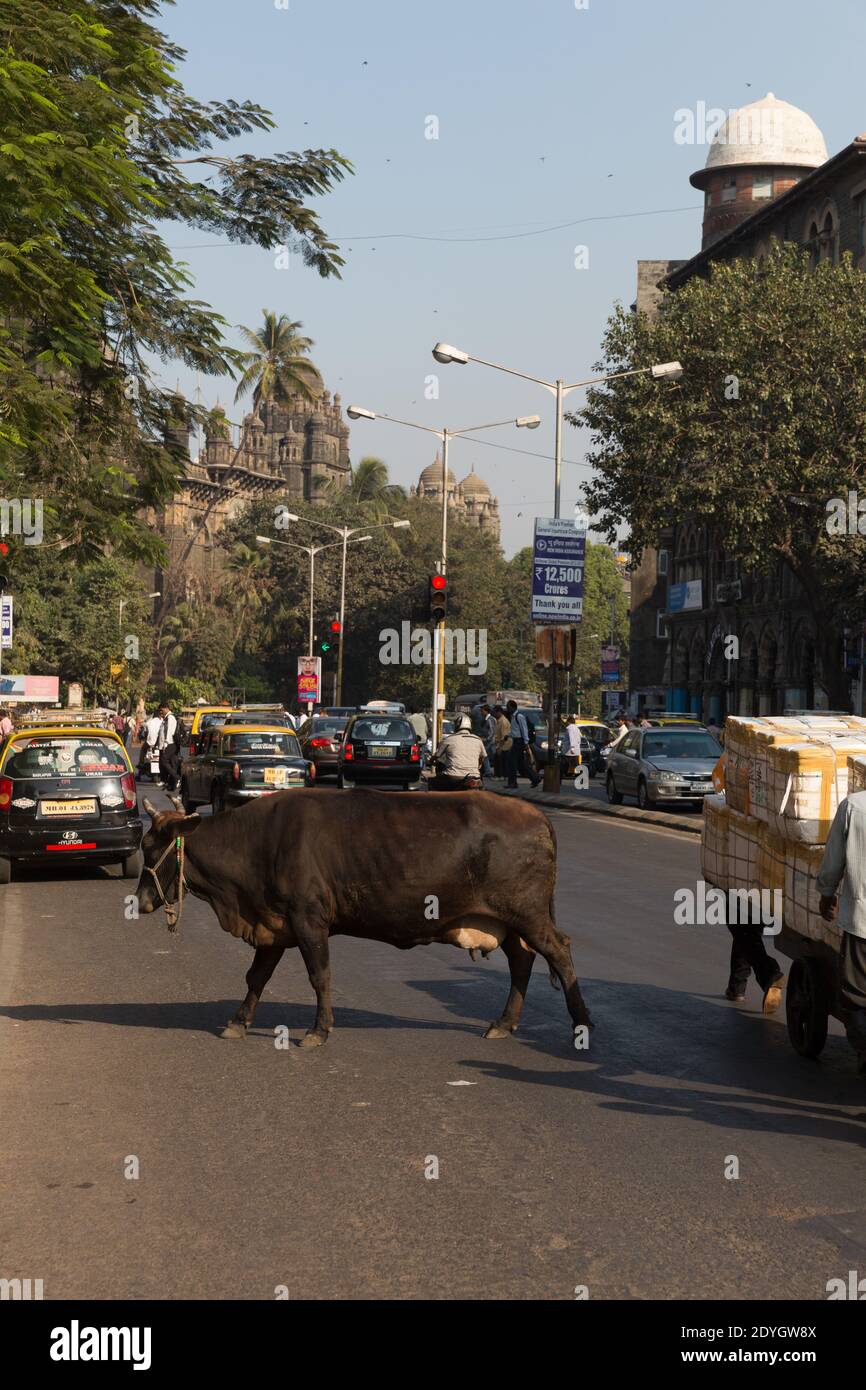 Mumbai India Cows being led through the traffic filled streets In Fort ...