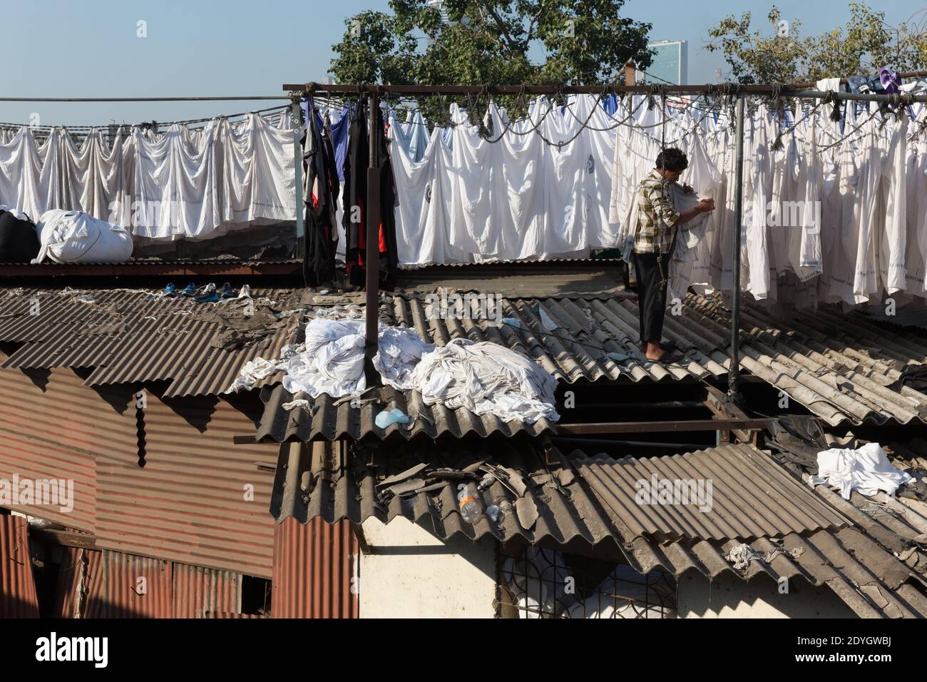Mumbai India A washer, or Dhobi takes down sheets hanging to dry at the ...