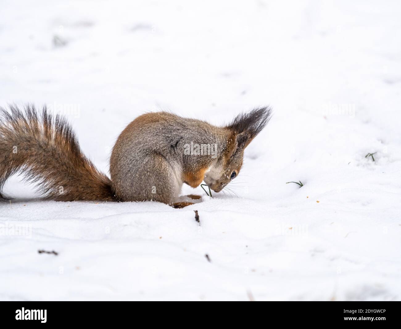 Squirrel hides nuts in the white snow. Eurasian red squirrel, Sciurus ...