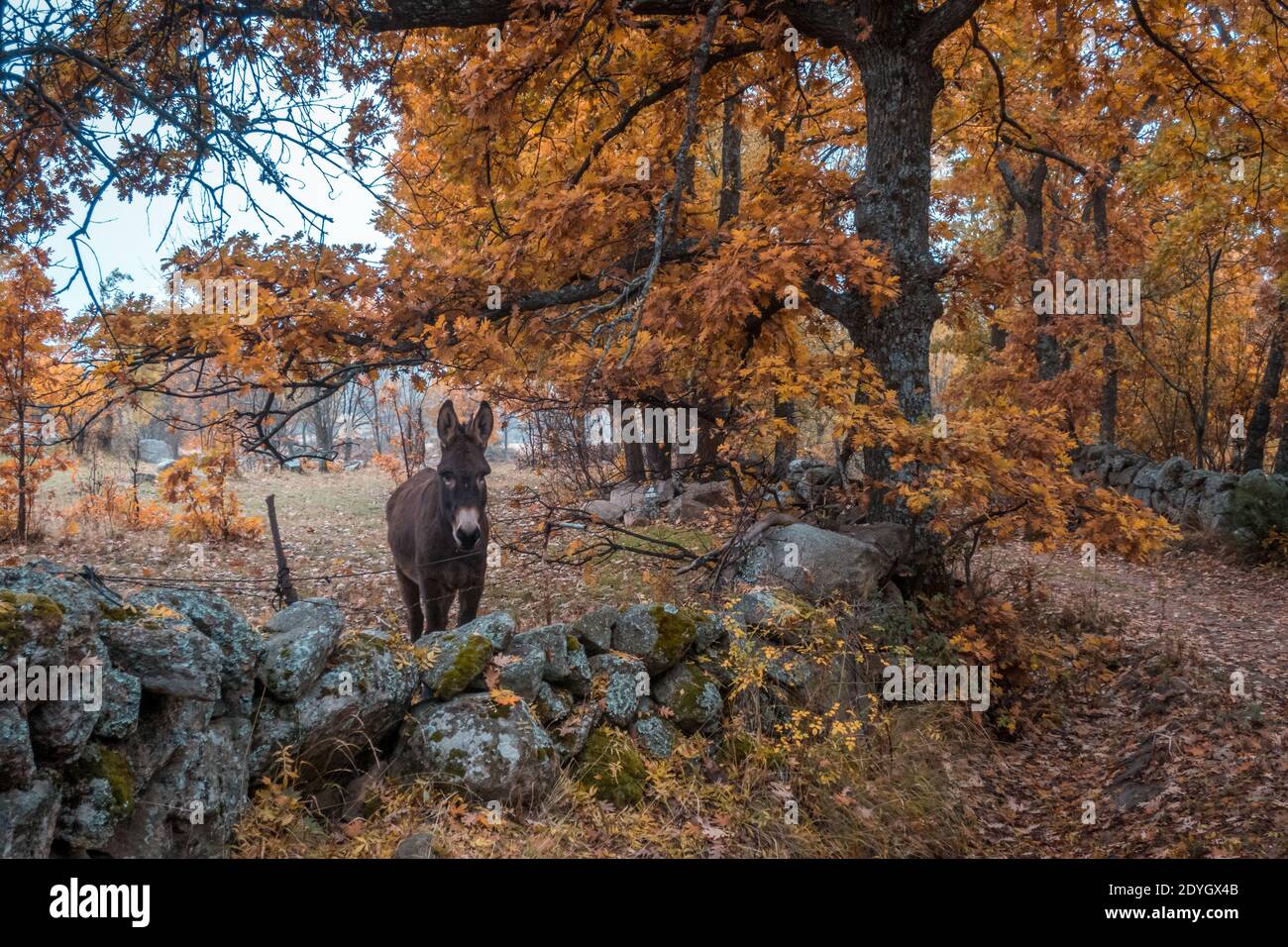 A beautiful view of an adorable brown donkey under the golden trees in ...