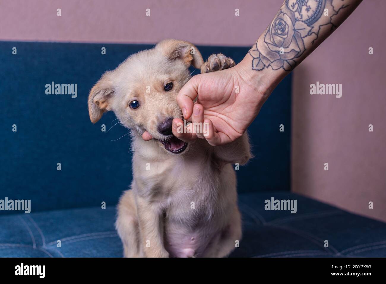Puppy eyes god hi-res stock photography and images - Alamy