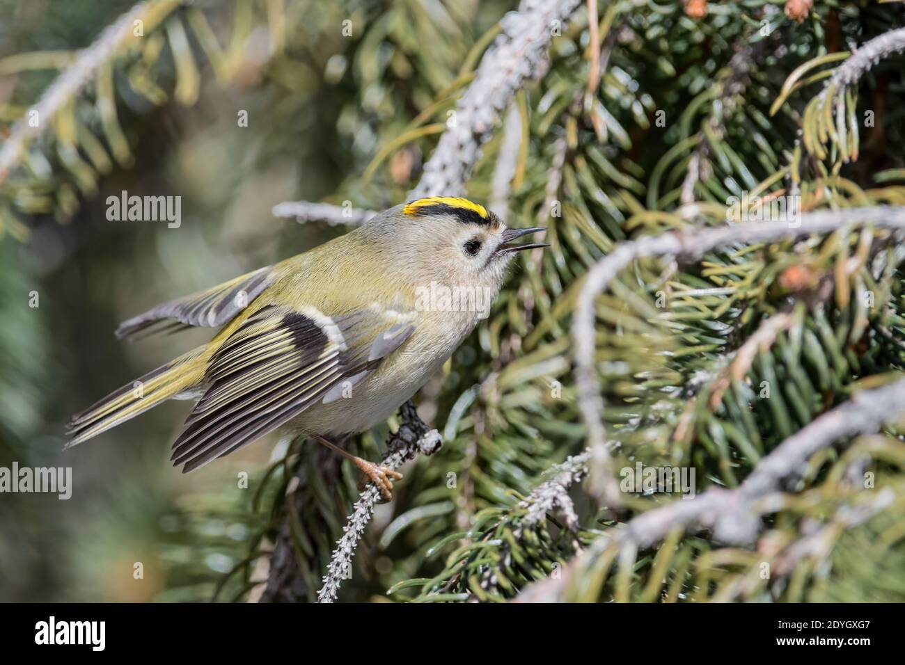 The beautiful Gold crest in breeding season (Regulus regulus Stock ...