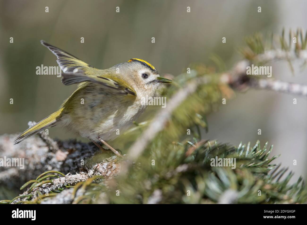 A very small passerine bird, the Gold crest (Regulus regulus Stock ...