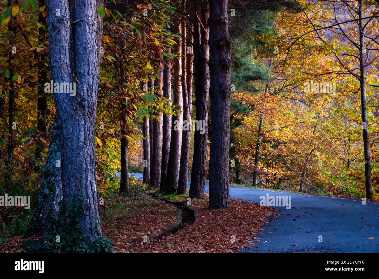 Curved road in autumn, next to tree trunks in line and forest ...