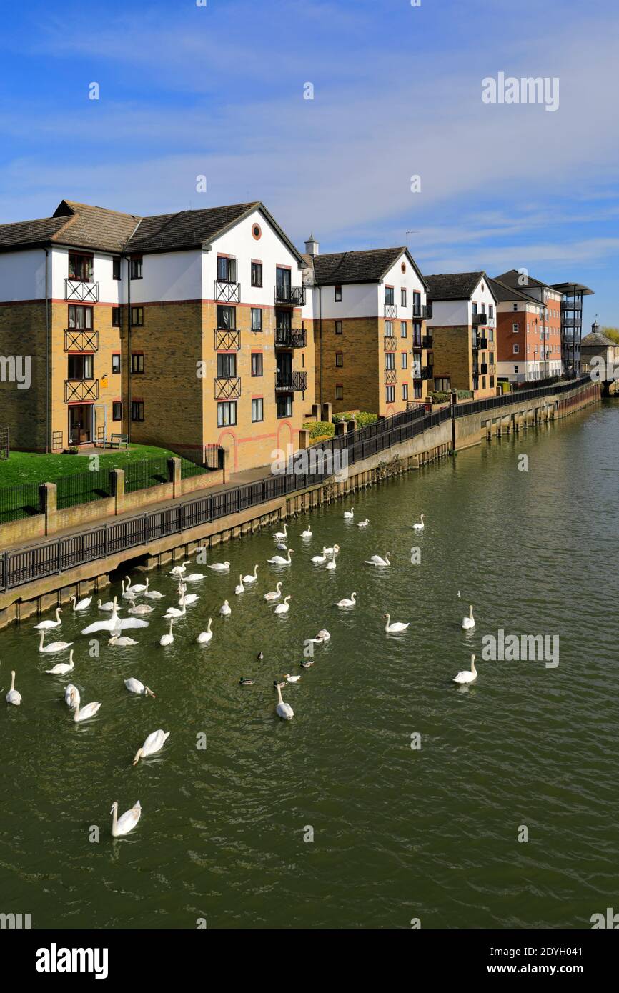Swans at the River Nene Embankment Gardens, Peterborough City ...