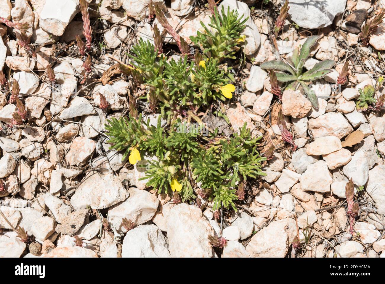 Ground pine hi-res stock photography and images - Alamy