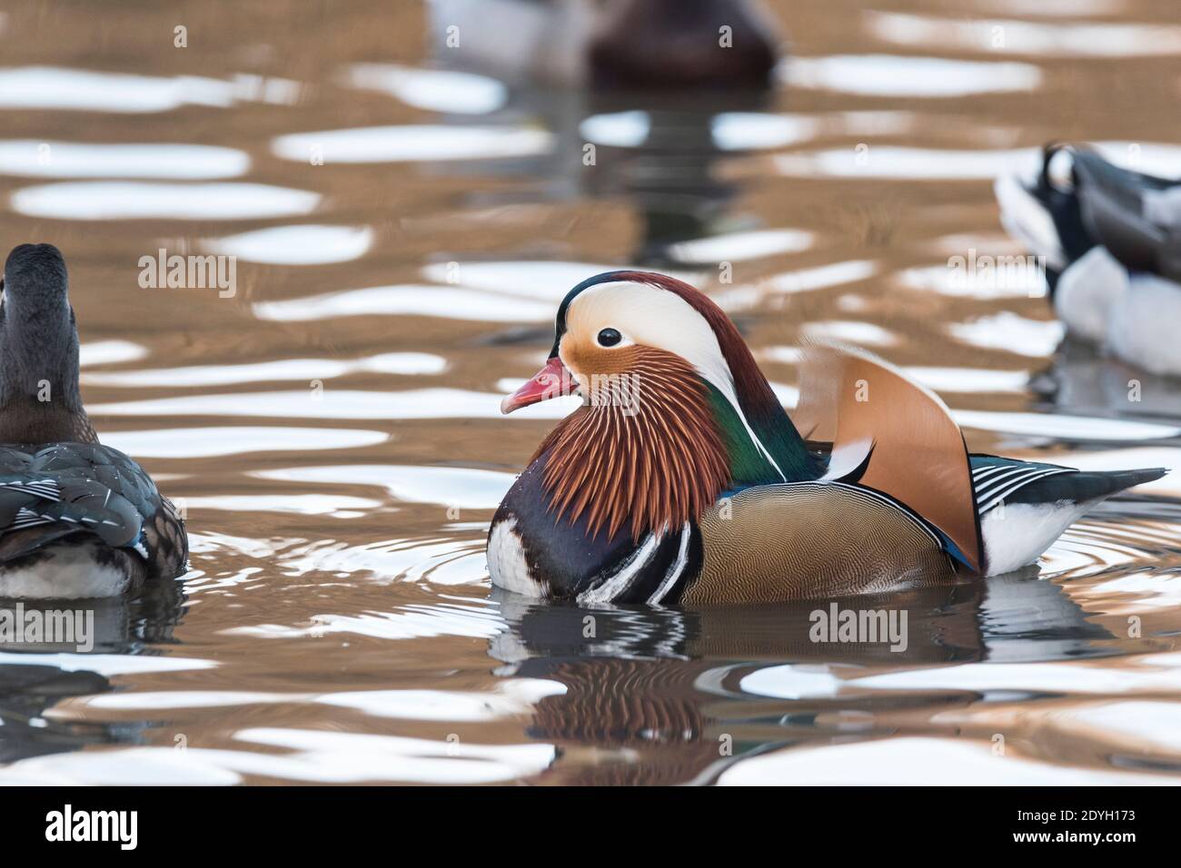 Drake Mandarin duck (Aix galericulata Stock Photo - Alamy