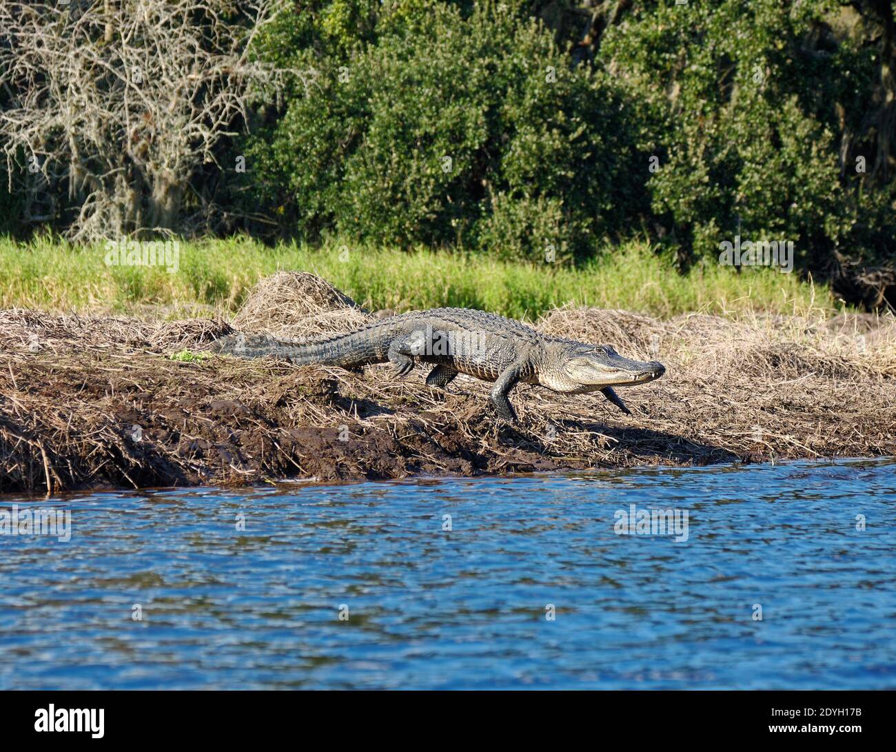 American alligator walking hi-res stock photography and images - Alamy