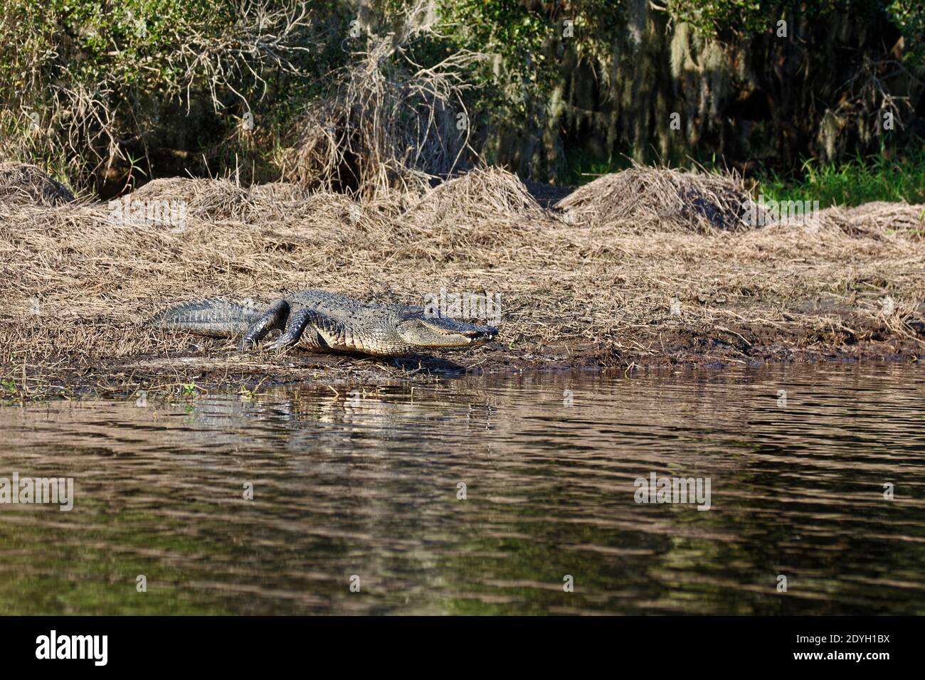 American alligator; walking toward water, moving, motion, Alligator ...