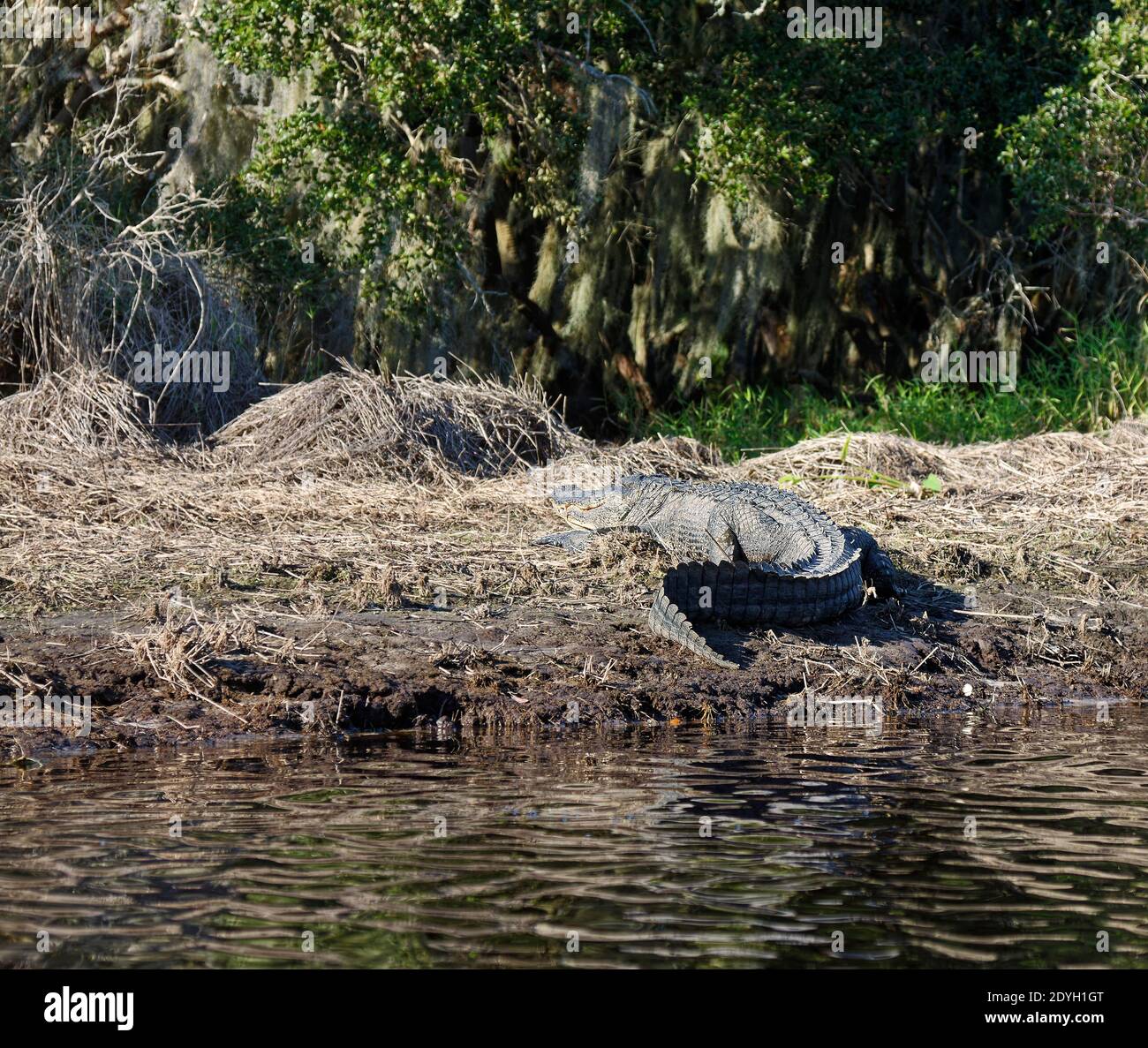 American alligator; lying on riverbank, view from rear. tail curved ...