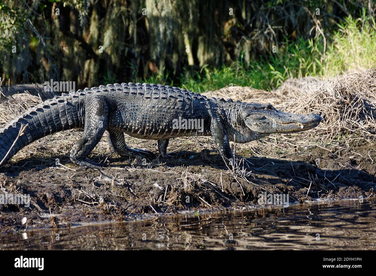 American alligator; walking on riverbank, moving, motion, side view ...