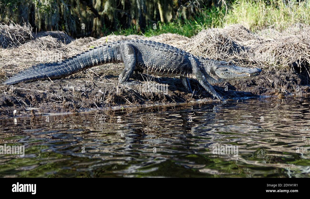 American alligator; walking into water, side view, Alligator ...