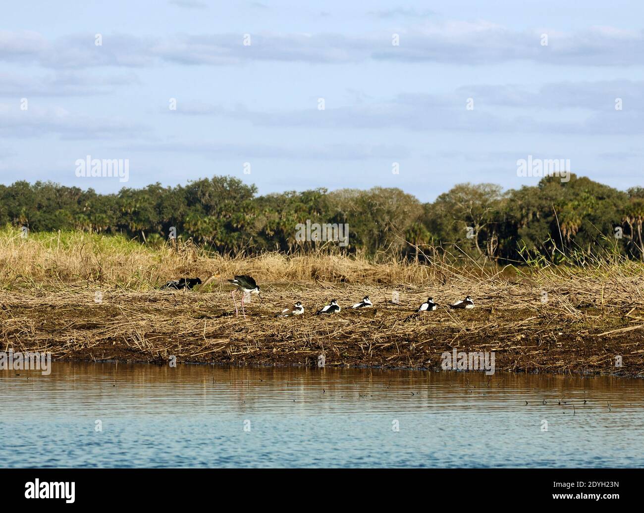 Stilt birds hi-res stock photography and images - Alamy