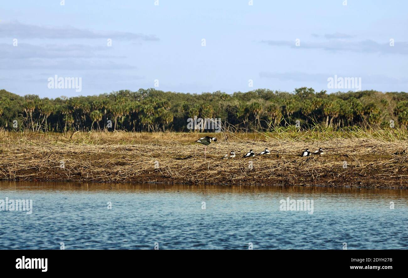 river scene, Black-necked stilts; birds; on bank, Himantopus mexicanus ...