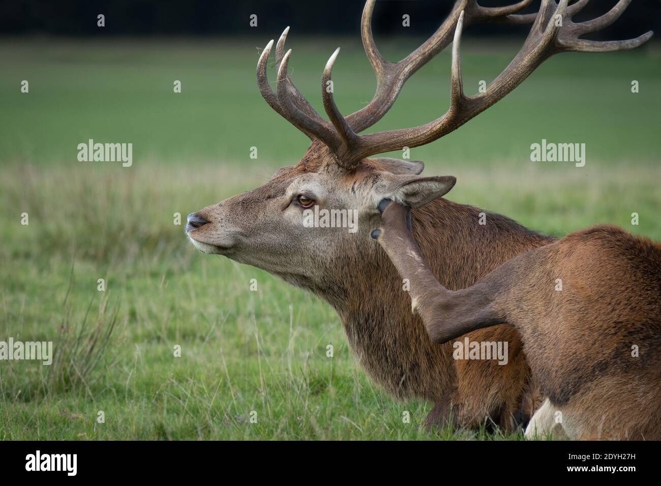A fun shot of a red deer stag lying down and scratching his ear with ...