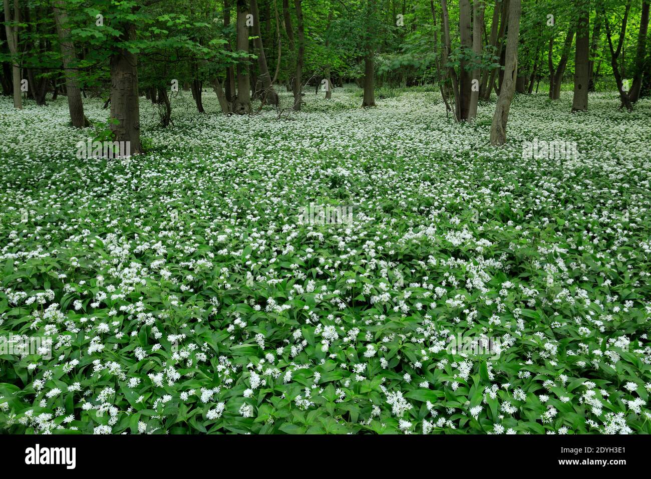 Wild Garlic flowers in woodland, (Allium Ursinum), Ferry Meadows ...