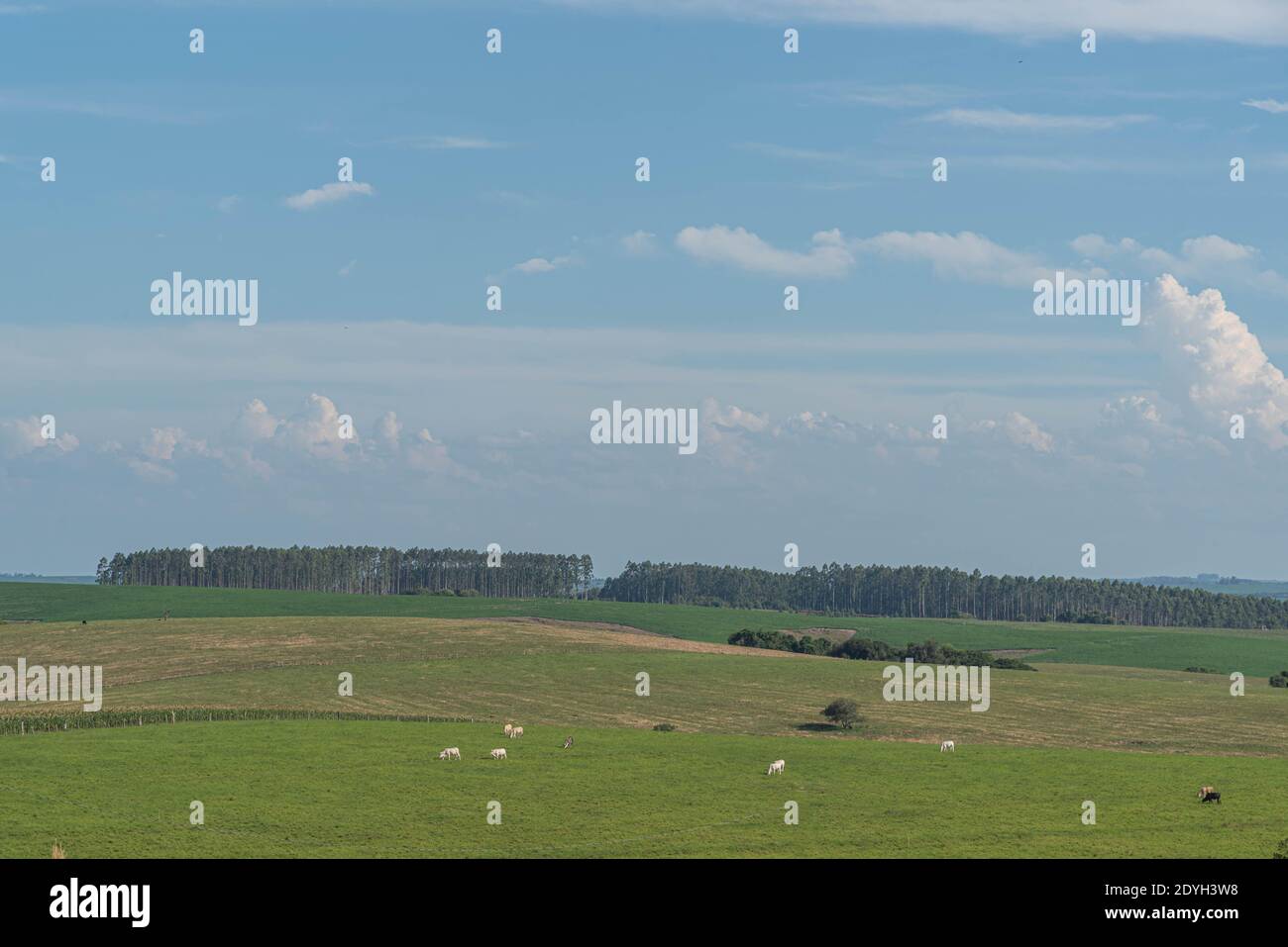 Brazil soy and beef hi-res stock photography and images - Alamy