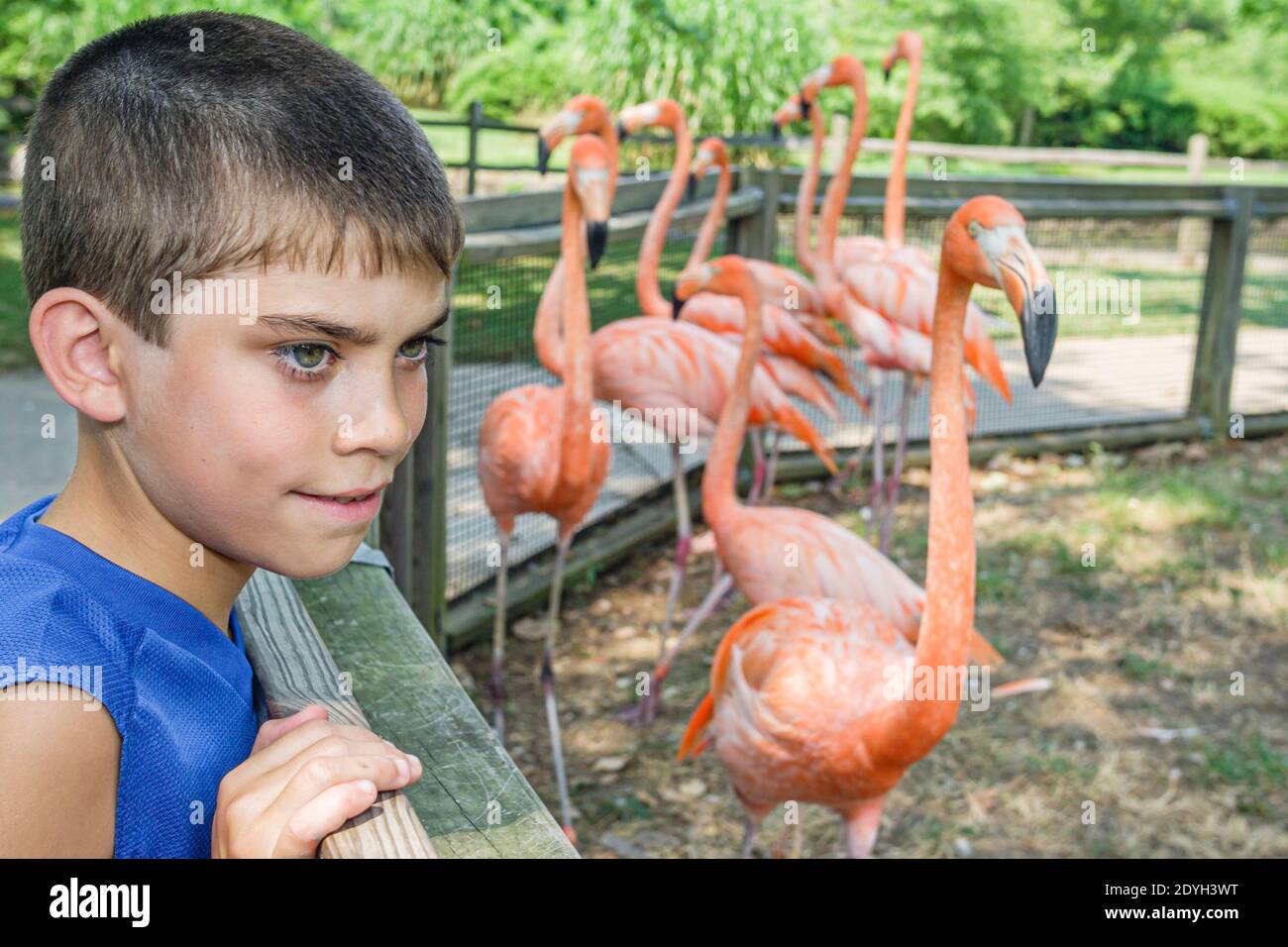 Zoo flamingos child hi-res stock photography and images - Alamy