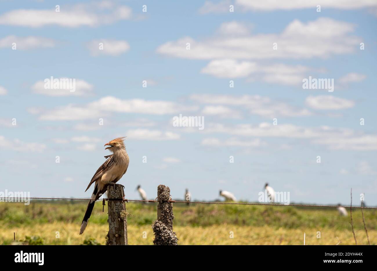 One of the most beautiful birds in brazil hi-res stock photography and ...