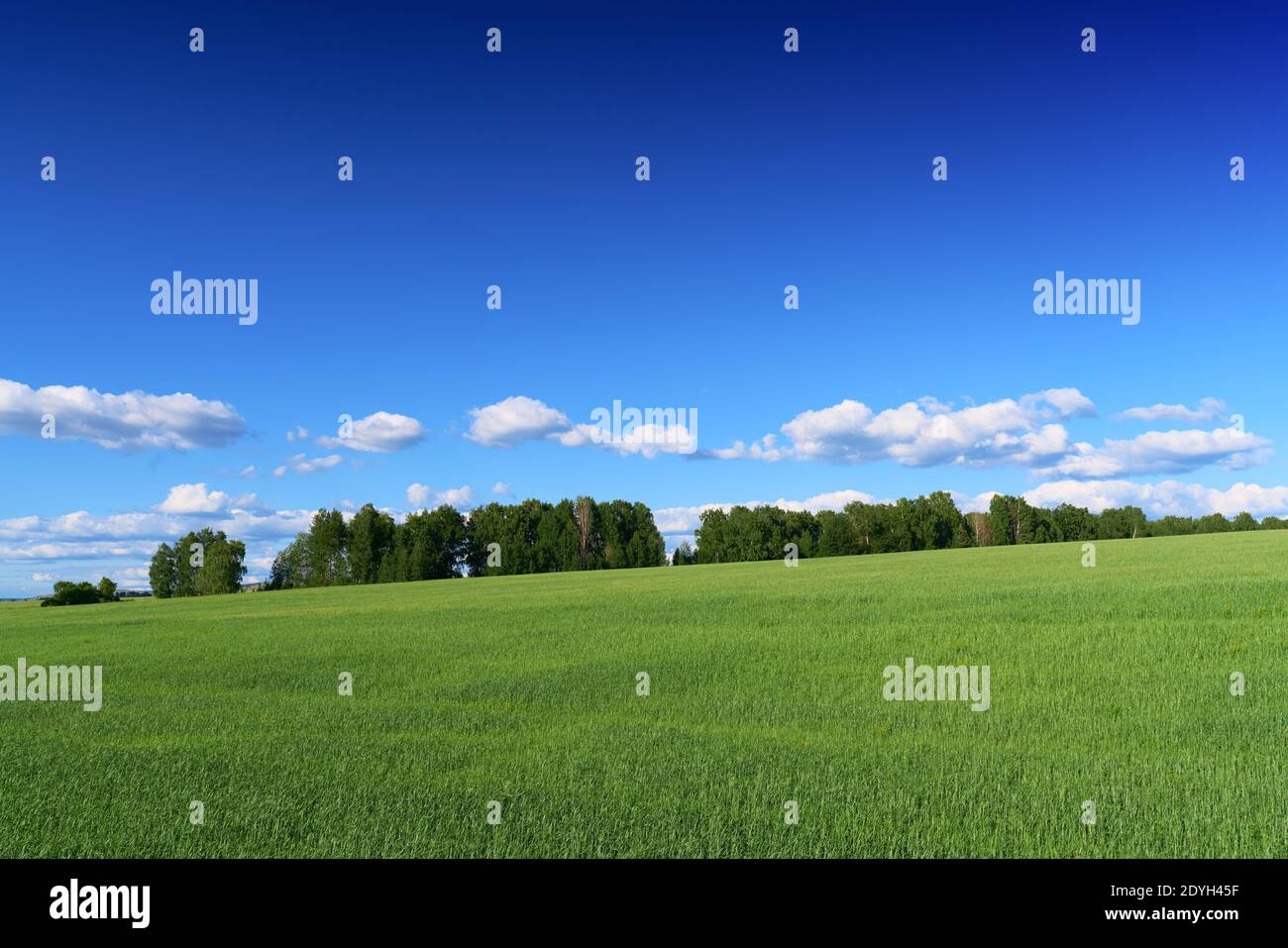 Blue trees nature wallpaper hi-res stock photography and images - Alamy