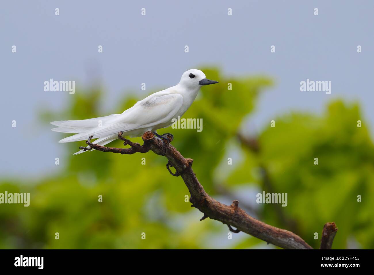 A juvenile White Tern (Gygis alba) also known as Fairy Tern, White ...