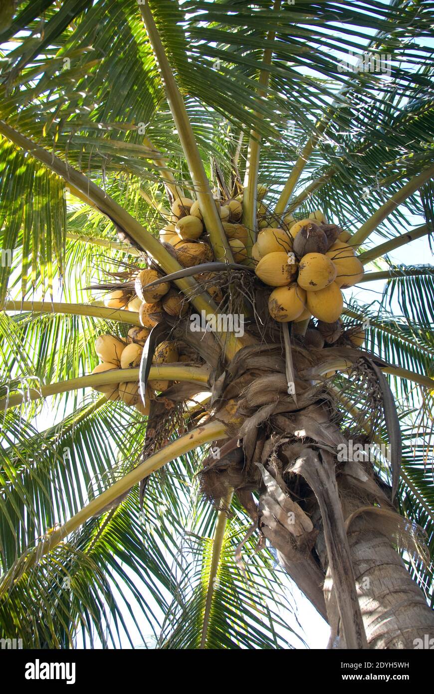 A coconut tree on the beach at Isla Mujeres, Quintana Roo, Mexico Stock ...
