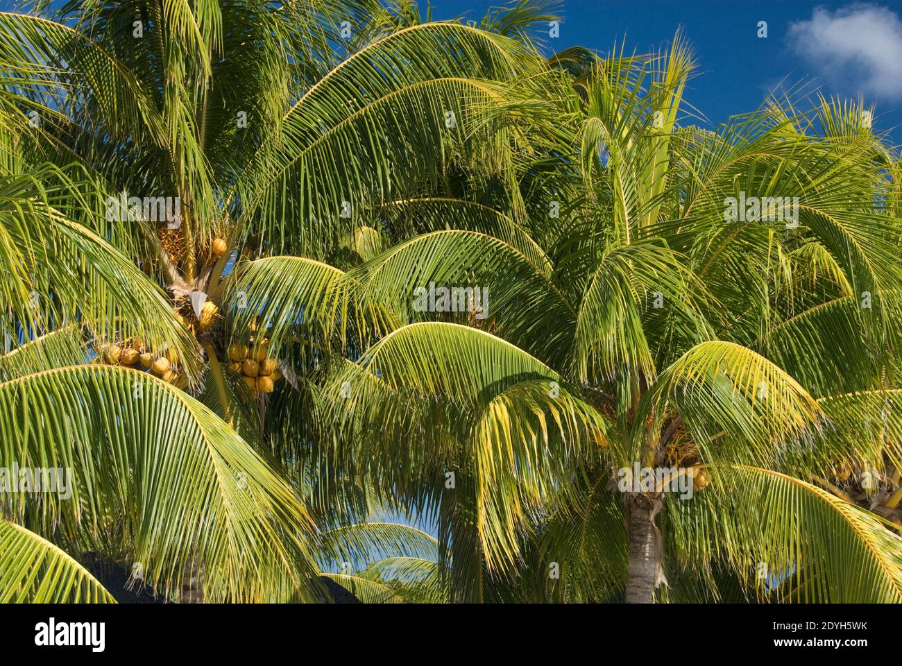 A coconut tree on the beach at Isla Mujeres, Quintana Roo, Mexico Stock ...