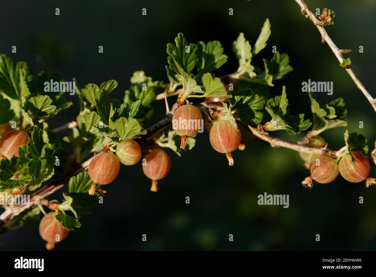 Hinnonmaki red gooseberry bush hi-res stock photography and images - Alamy