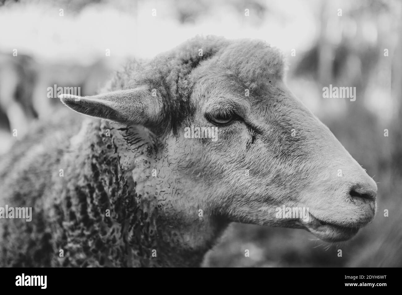 Blurred farm background Black and White Stock Photos & Images - Alamy