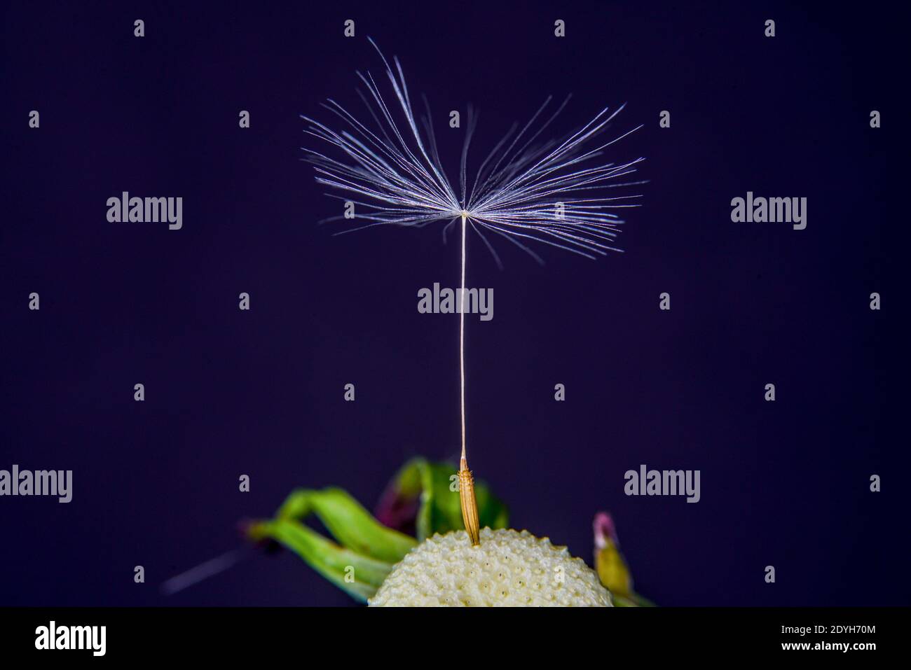 A beautiful view of a single dandelion photographed on a dark blue ...